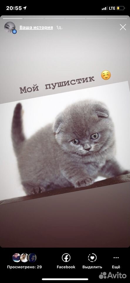 Британский котёнок 4,5 месяца