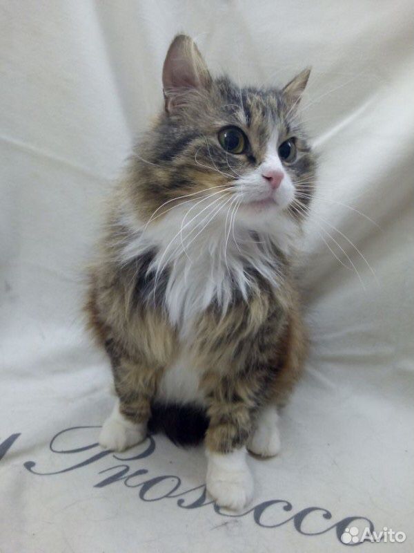 Удивительно пушистая красотка