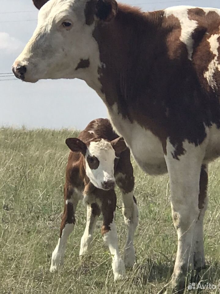 Продаётся тёлочке 2 недели