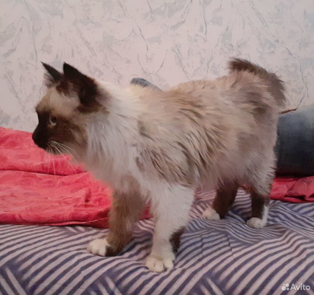 Кошка 2.5 года