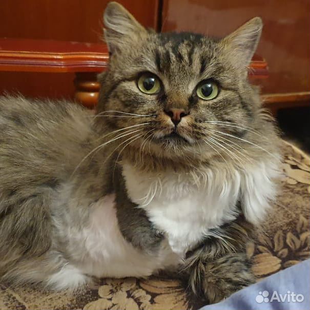 Тимоша и Даня