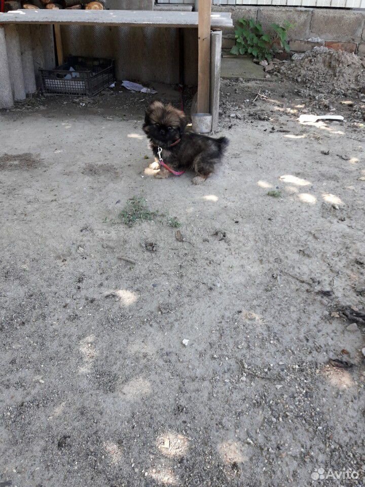 Собака пикинес