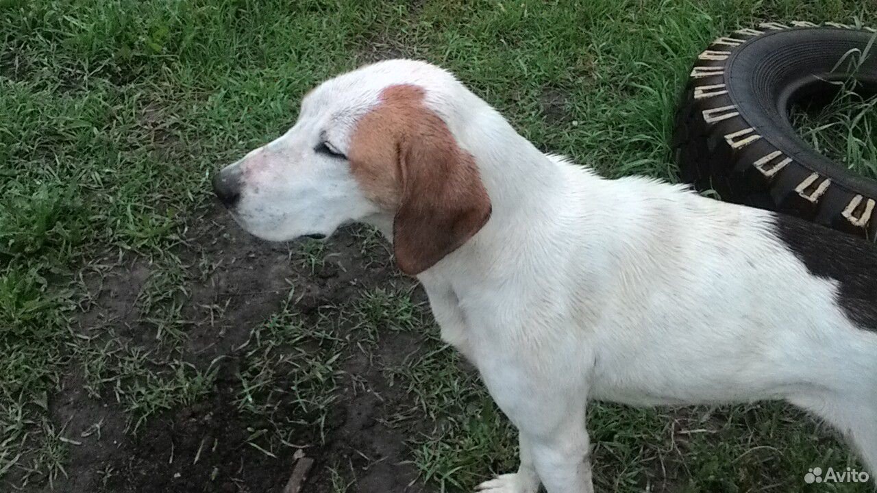 Пегая гончая ищет дом