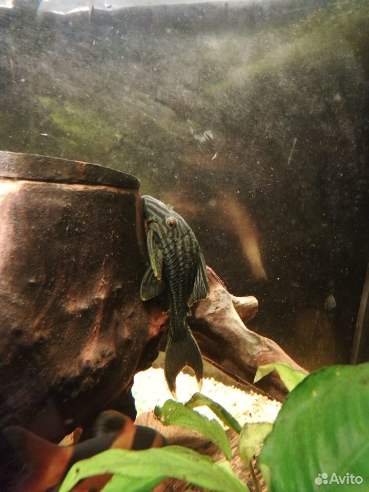 Панак королевский чёрнолинейный L190