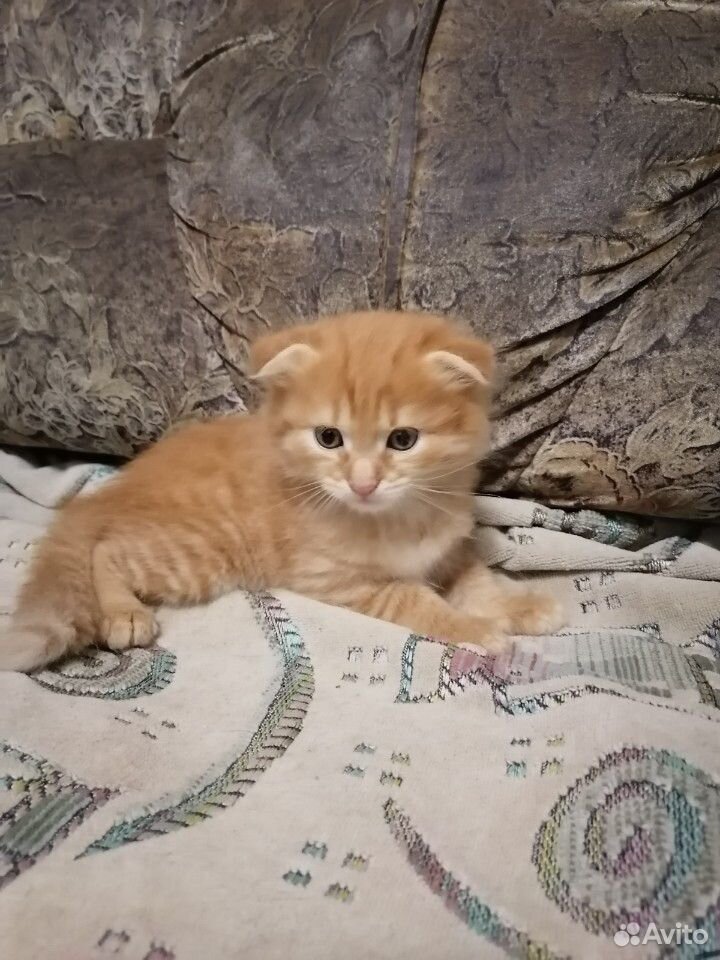 Британские котята
