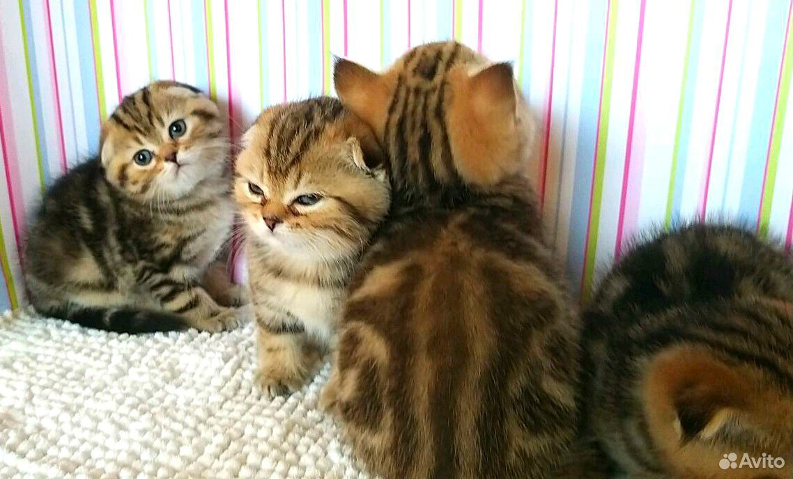 Роскошные Котята Шотландцы, мини тигры