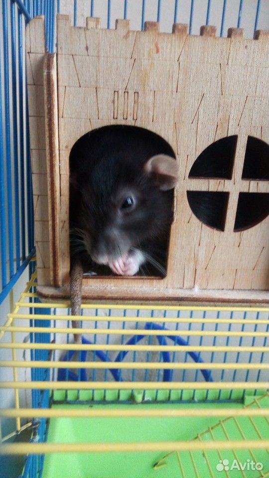 Крыса с клеткой