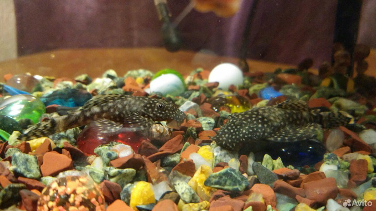 Рыбки Тернеции и сомики Анциструст