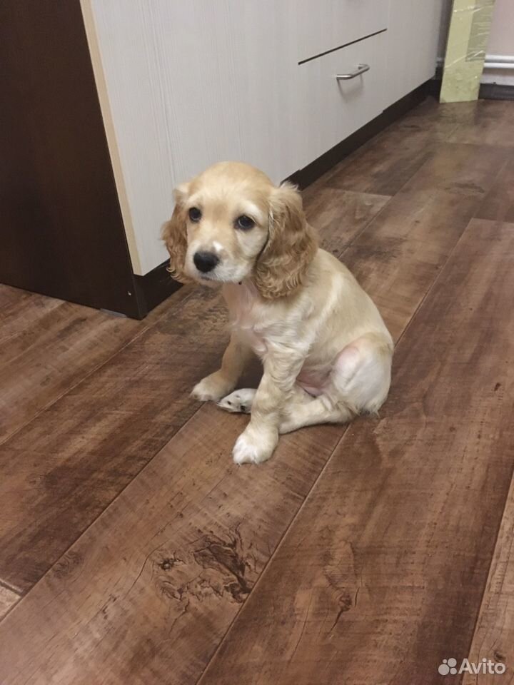 Щенок английского спаниеля(девочка)