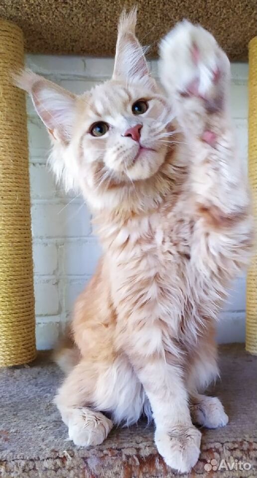 Котята