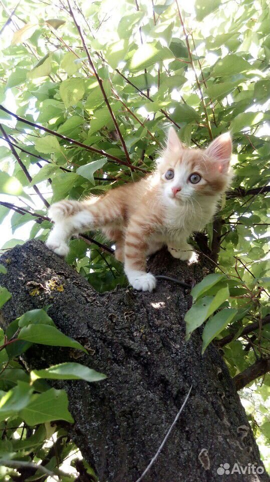 Кошечка