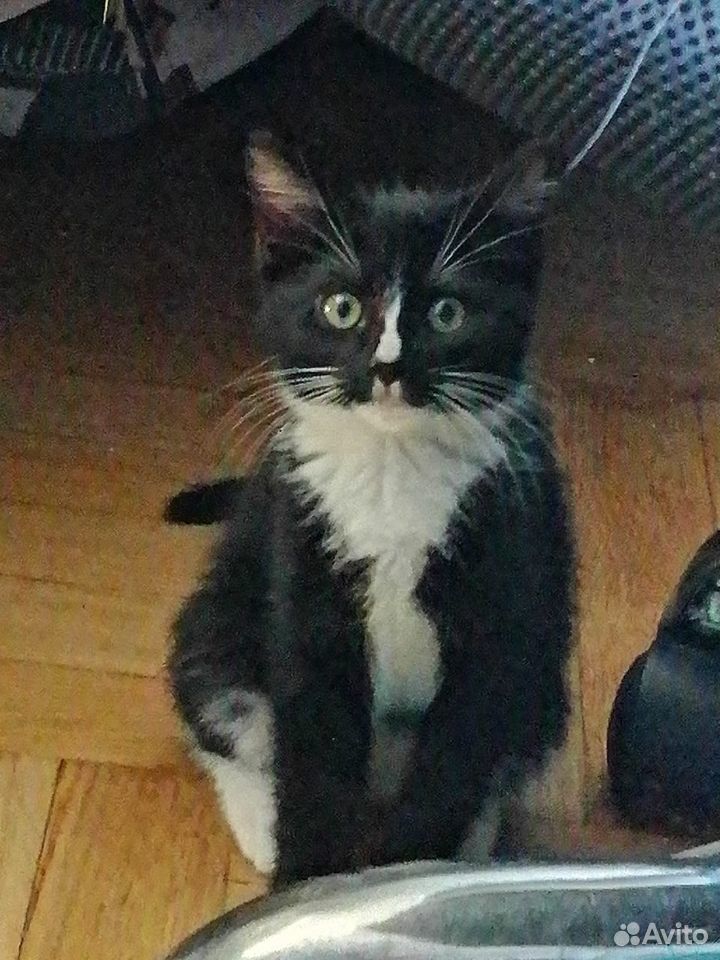 Котёнок в добрые руки