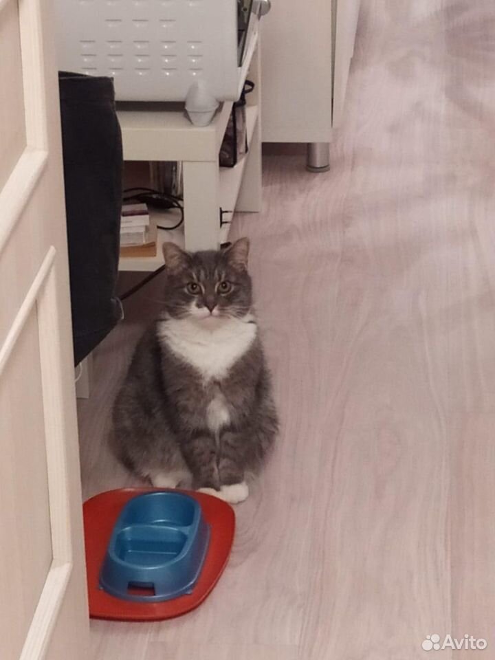 Отдам Кота