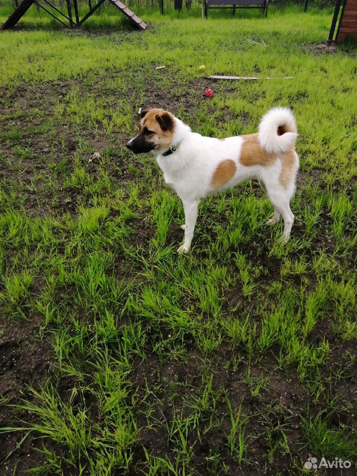 Почти лайка (близкий метис) в дар