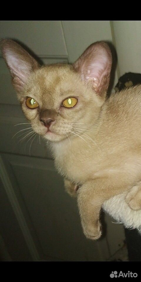 Бурманская