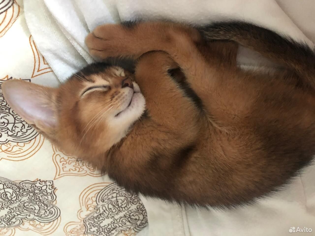 Котик Абиссинец -дикого окраса