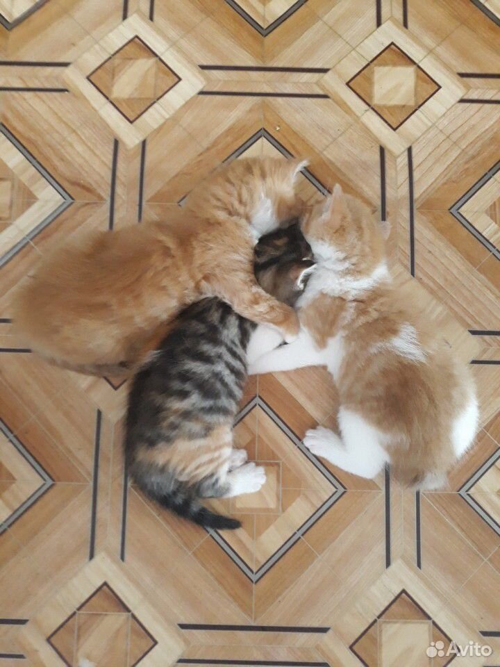 Котята