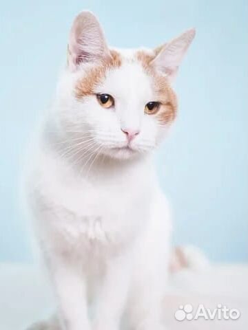 Котик Чип