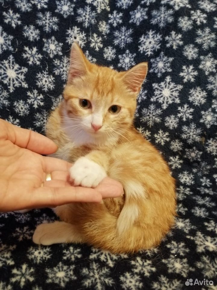 Рыжий котёнок-огонёк ищет дом