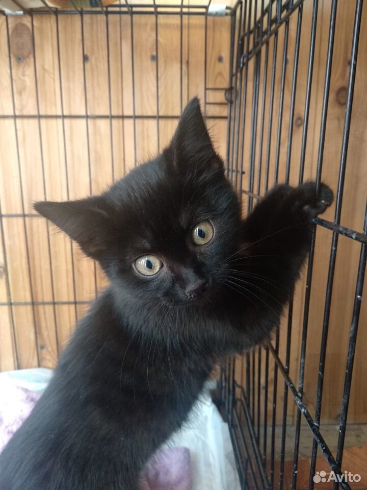 Хорошенький котёнок в добрые руки