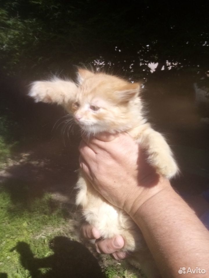 Отдам котят