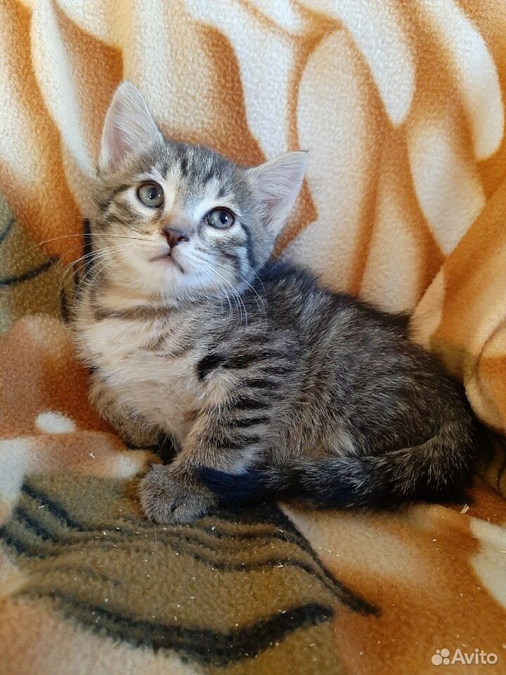 Девочка-тигренок 1.5 мес в дар