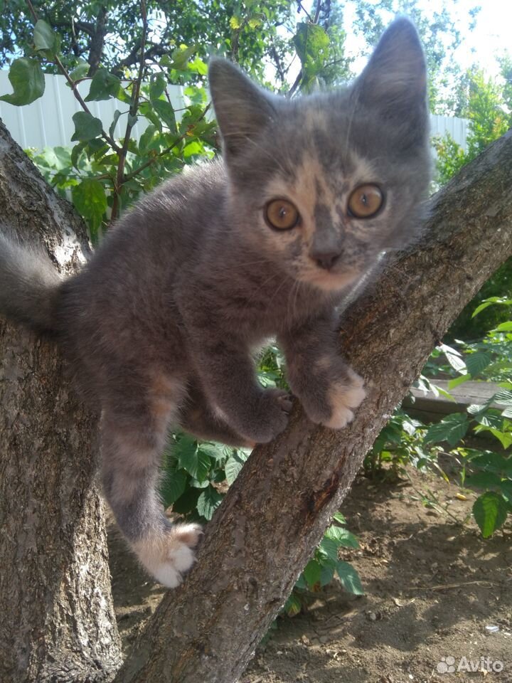 Британский котенок девочка бесплатно