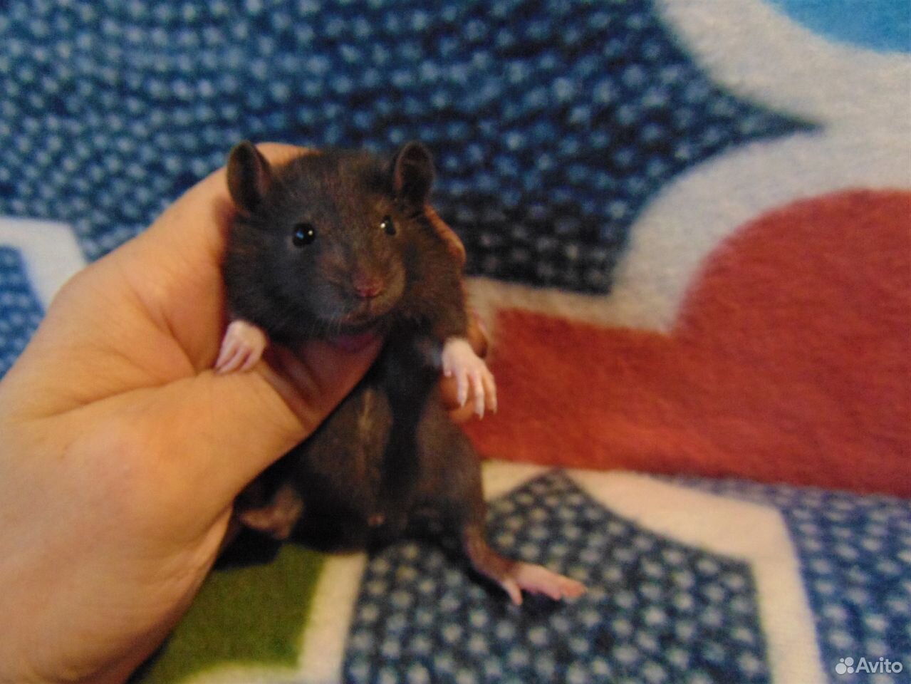 Крысята - мальчики стандарт(микки - маусы), клетки