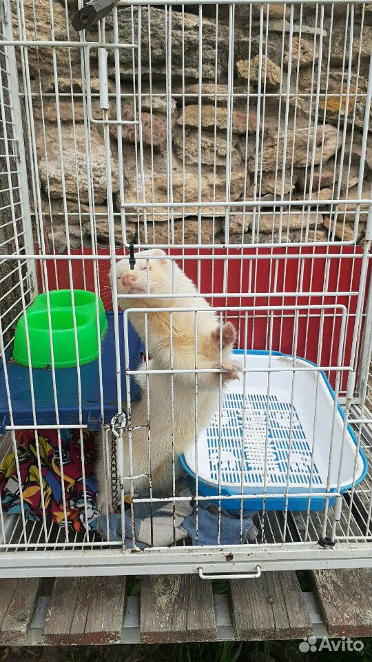 Продается хорек