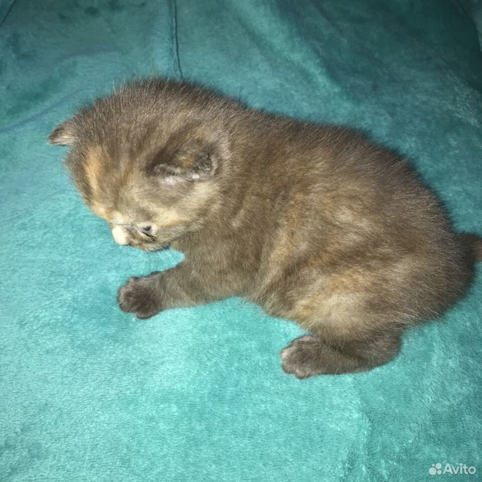 Котёнок шотландский вислоухий