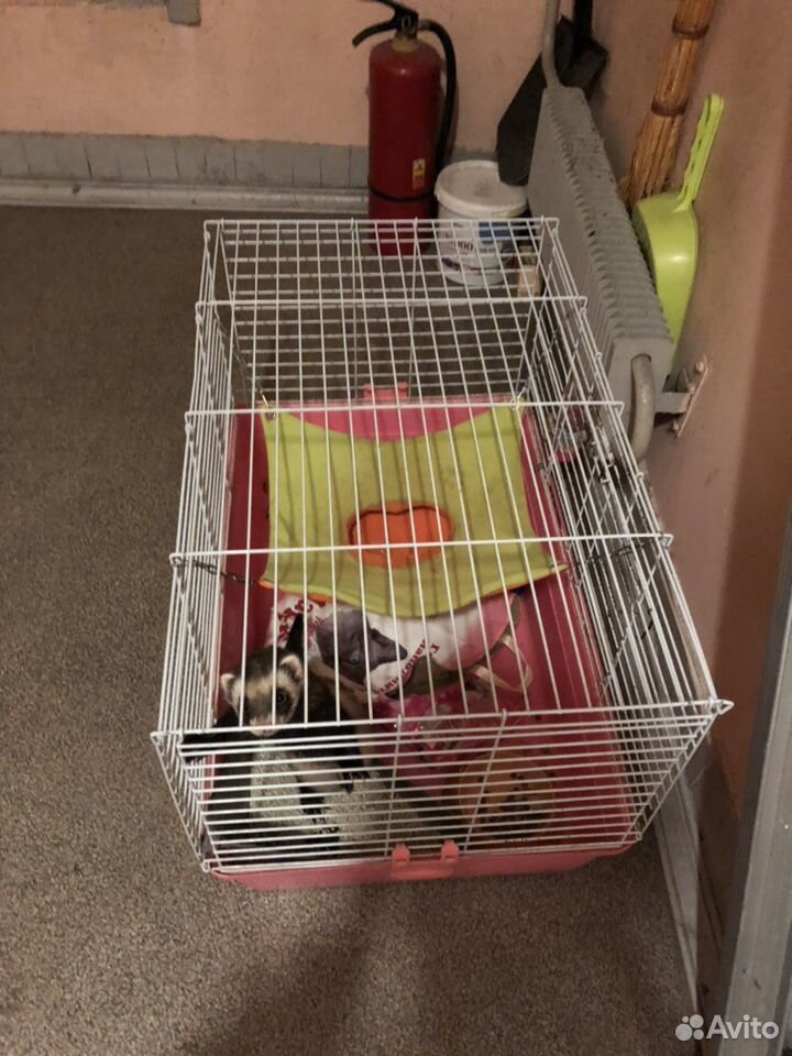 Отдадим хоречка- девочку в хорошие руки Девочка оч