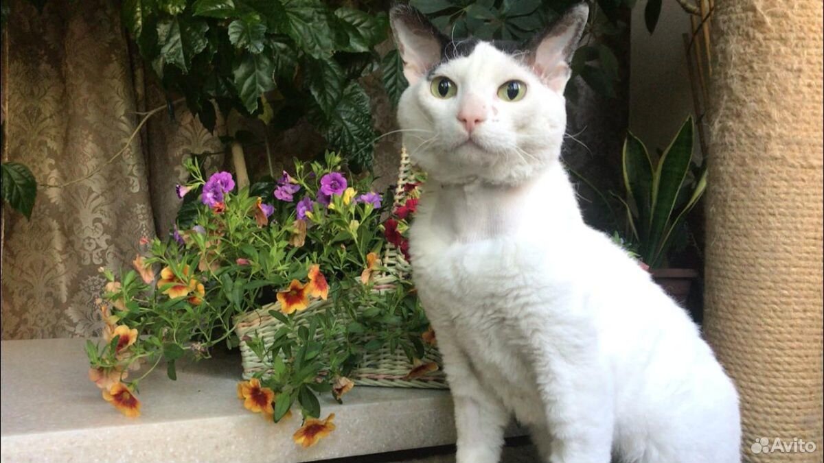 Котик метис сфинкса браш в добрые руки