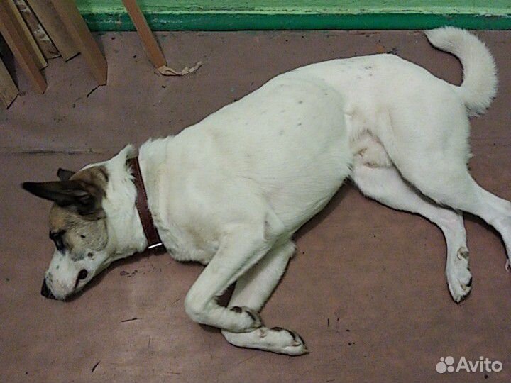 Собака Метис 1 год