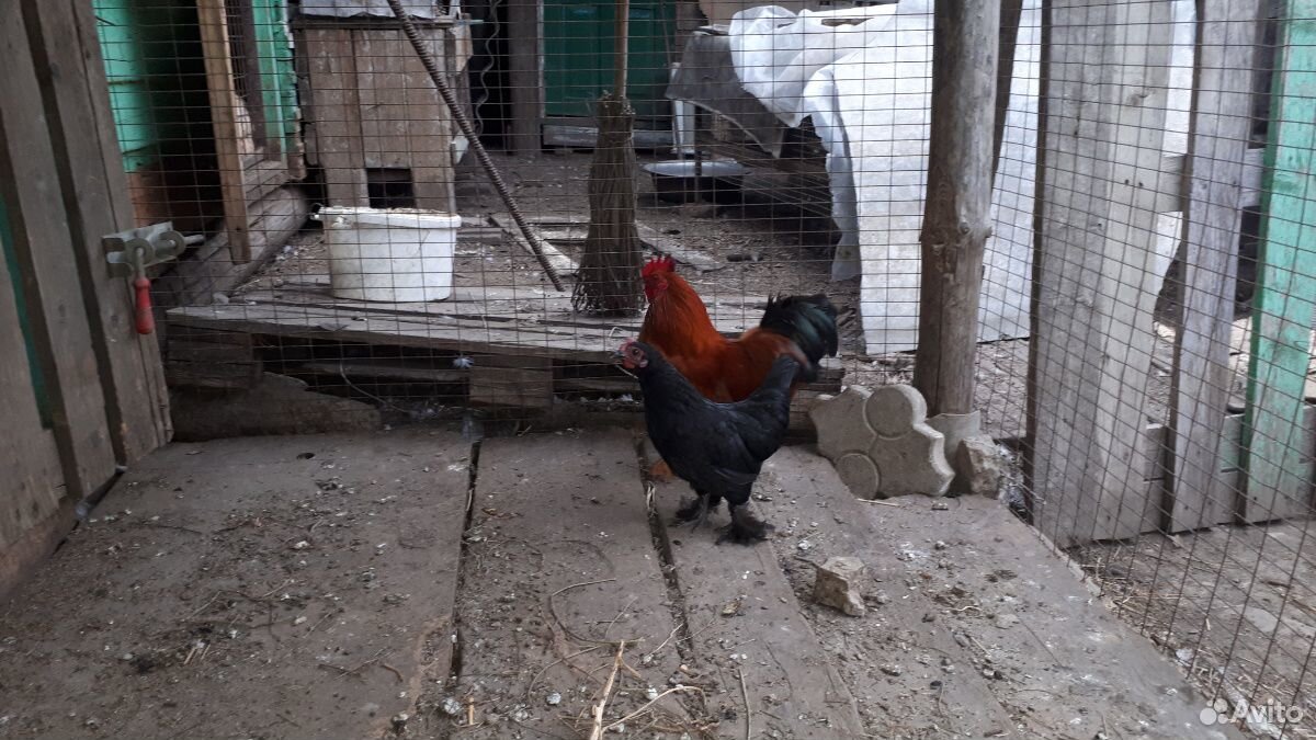Петух,курочка корольковые
