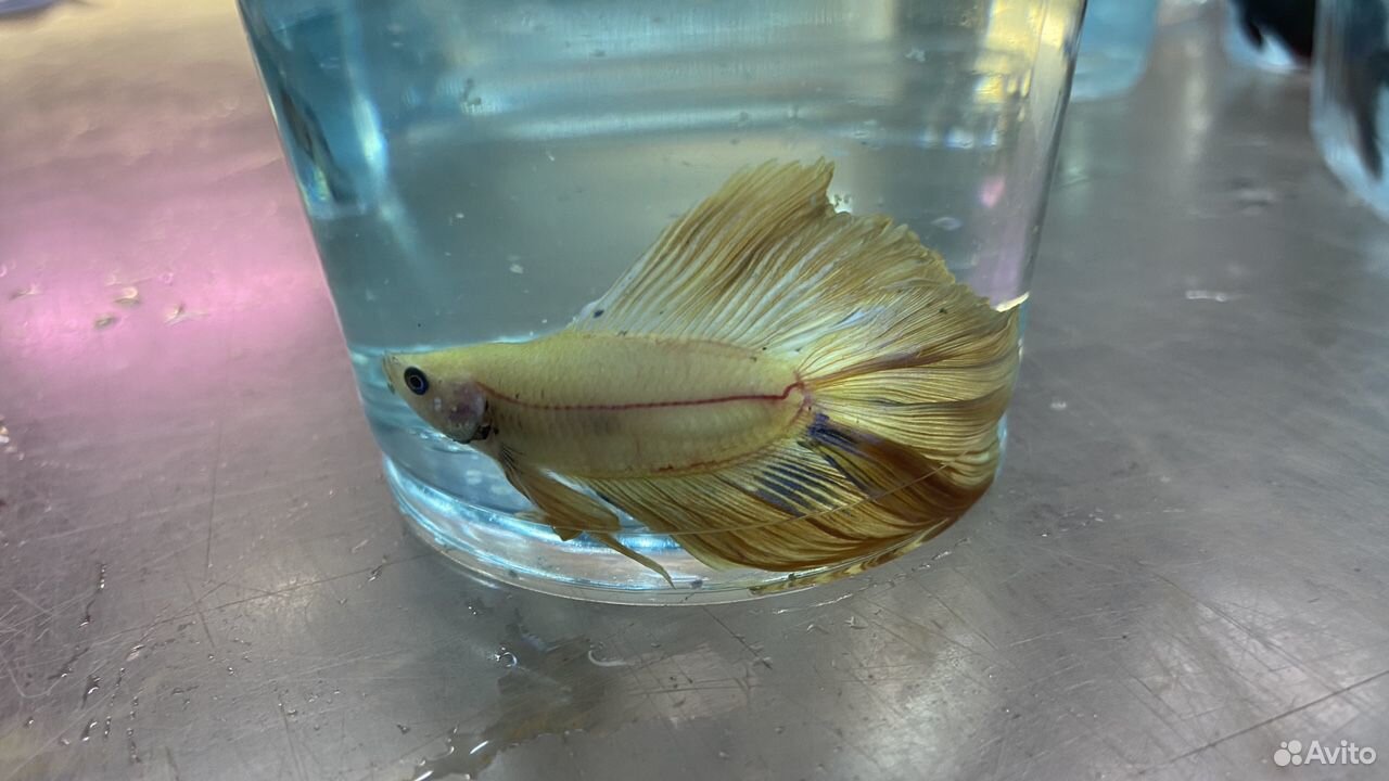 Петушок двойной хвост золотая молния