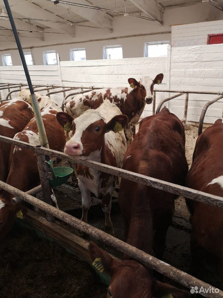 Айширские телки