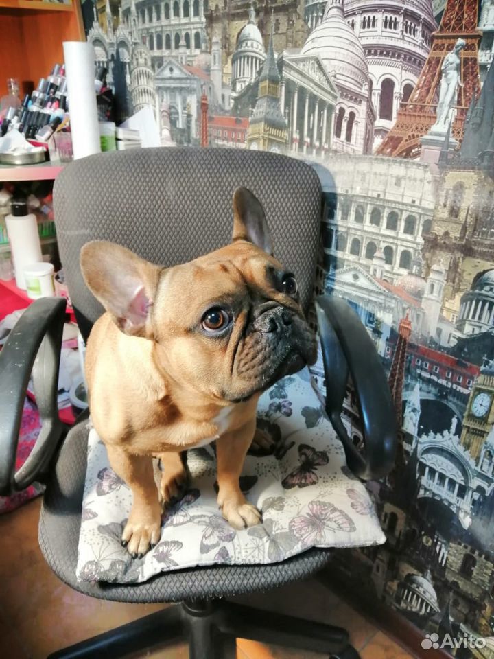 Ищем девочку француженку для вязки