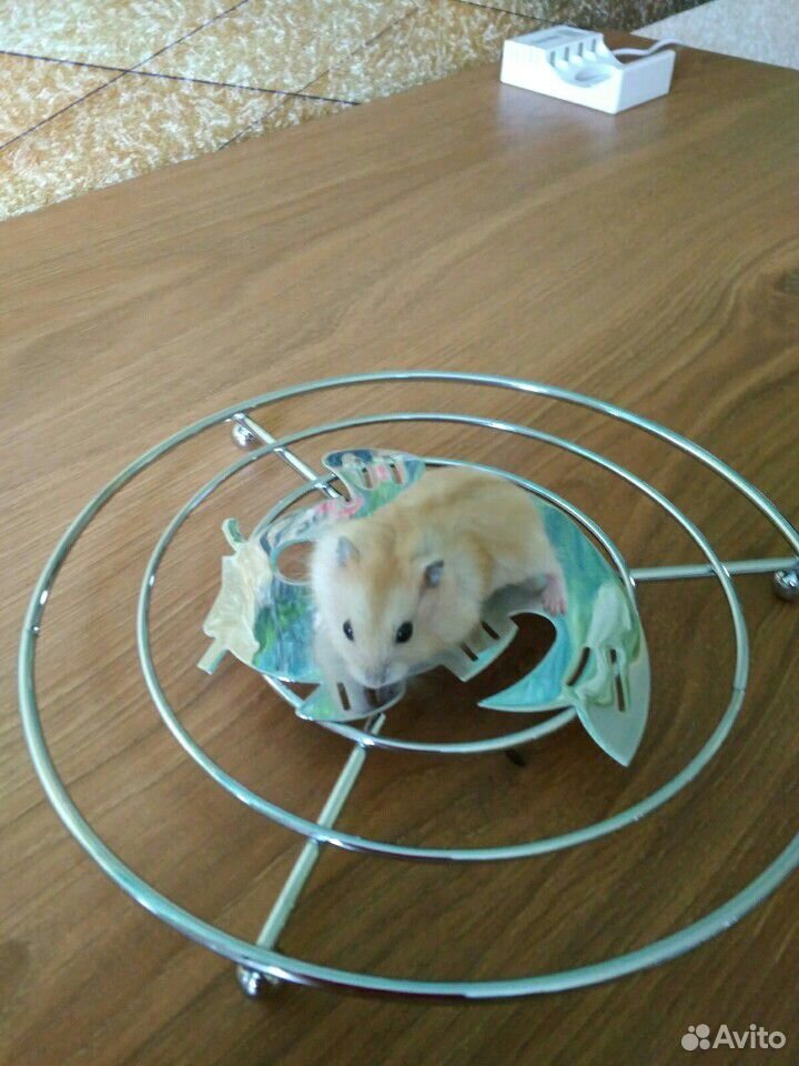 Джунгарский хомячок