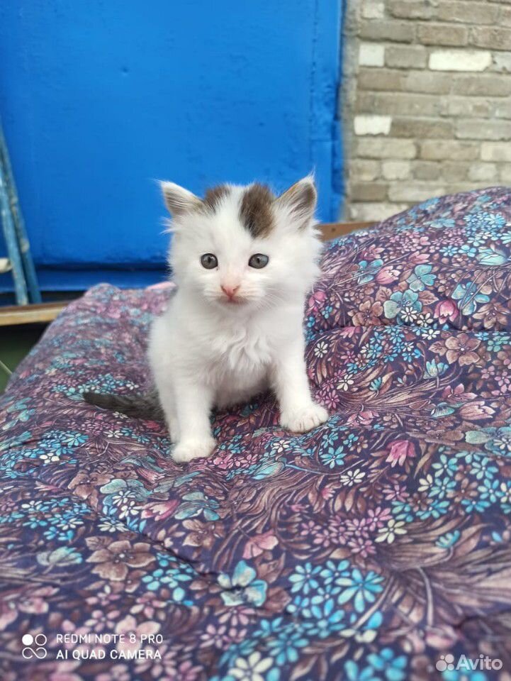 Отдам котенка