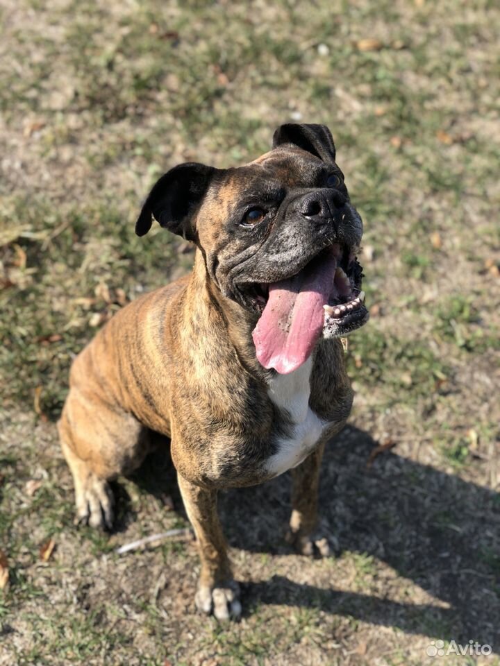 Вязка породы Боксёр