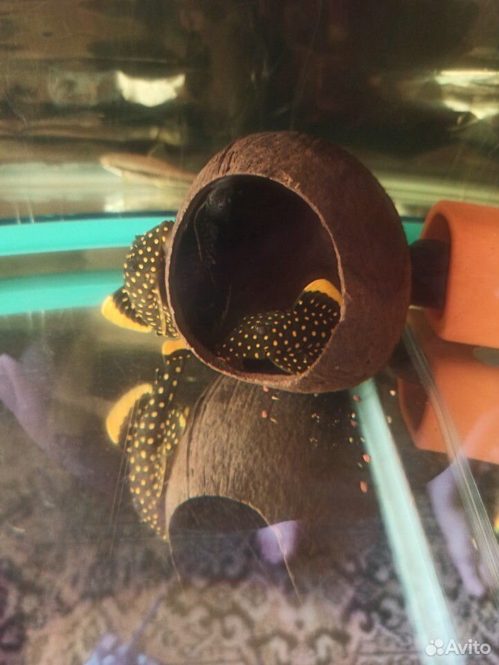 Сомы номерные l018 и l028