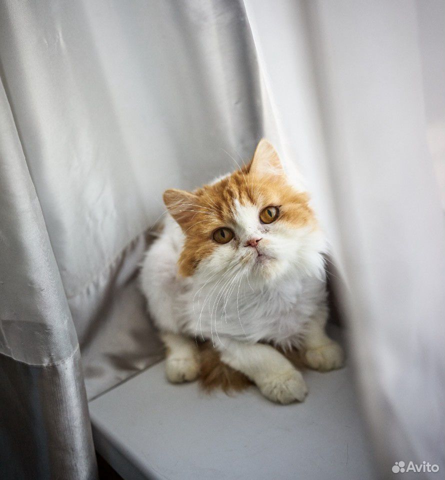 Кошка Варя