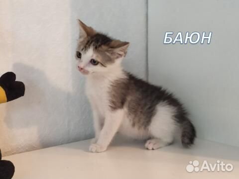 Котёнок Баюн ищет дом