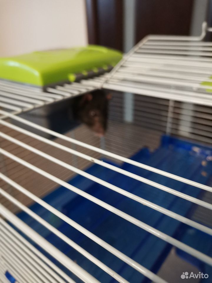 Продам двух крыс (самки) +клетка