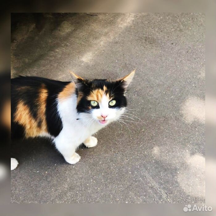 Кошка в дар, нужен дом, выкинули