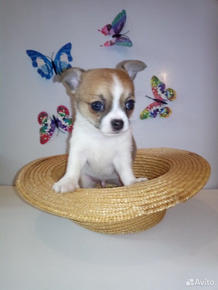 Чихуахуа гладкошерстный