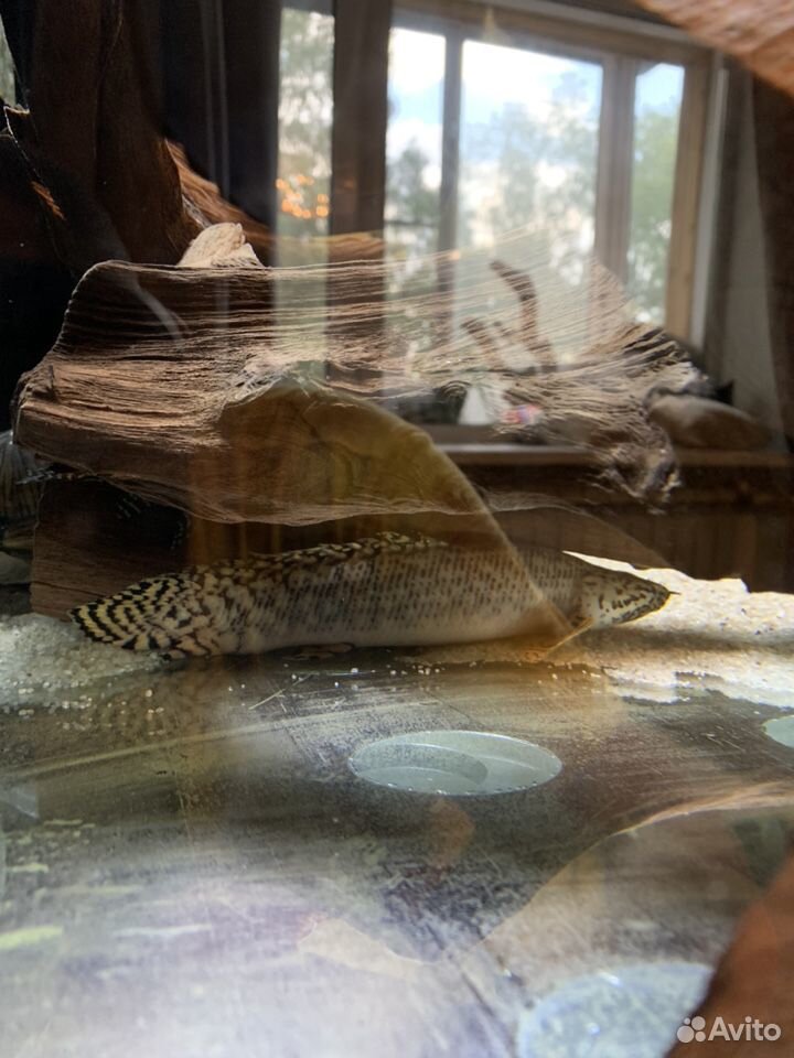 Полиптерус орнатипинес