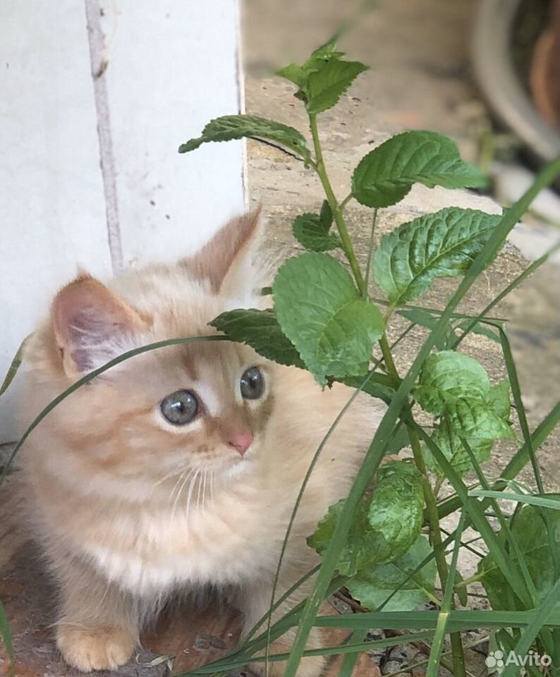 Кошачий малыш