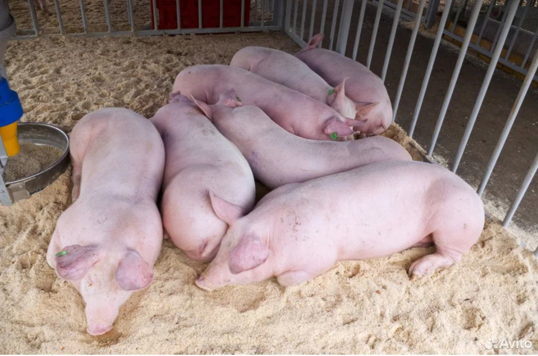 Свини на мясо