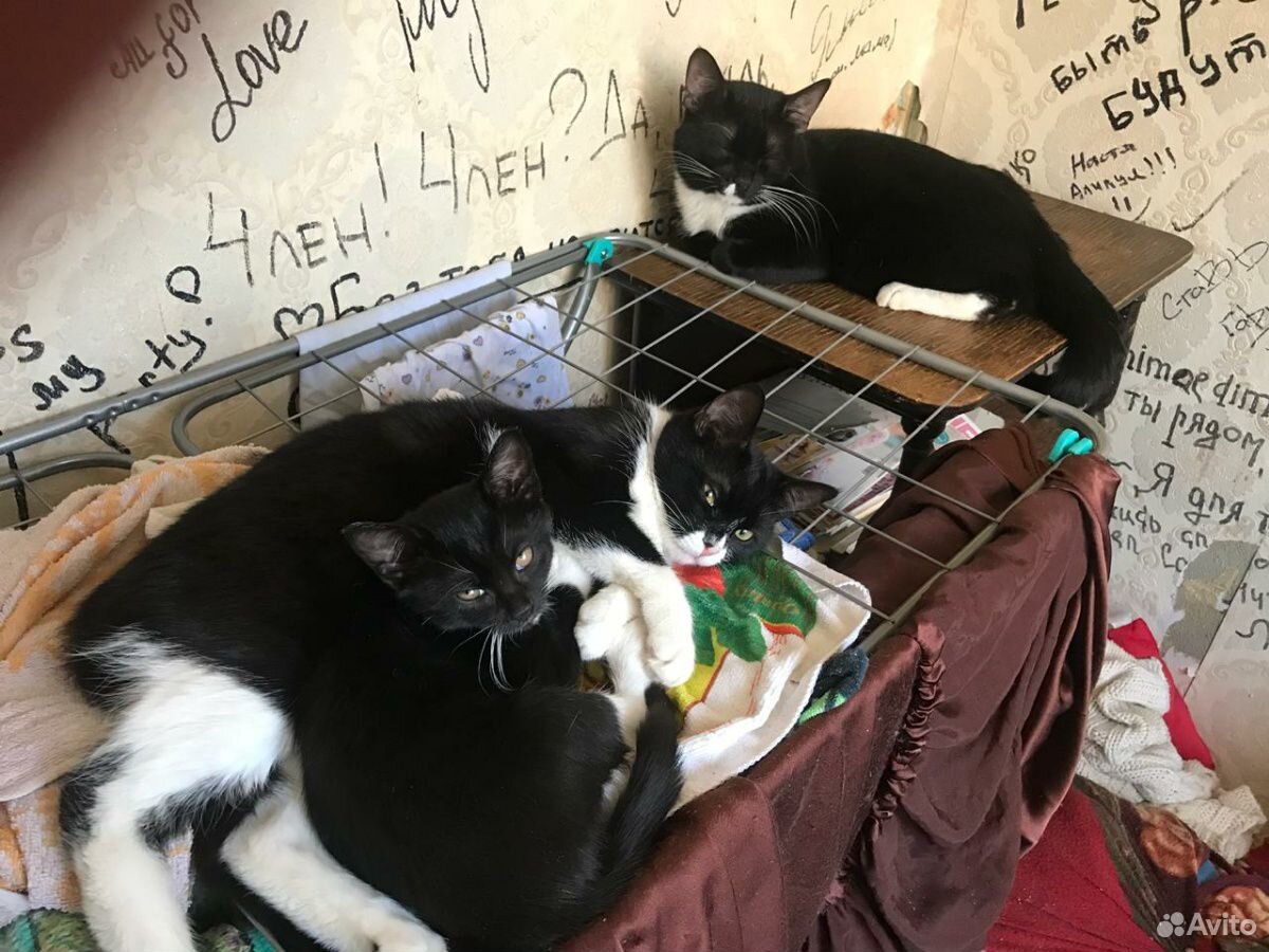 Котята в хорошие руки